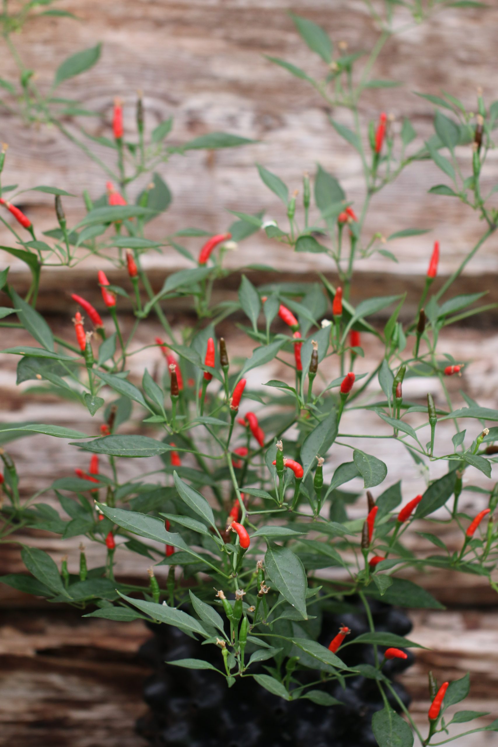 Bird Eye - Alla Chilisorter, Capsicum Frutescens, Chilifrön - Tummelsta ...