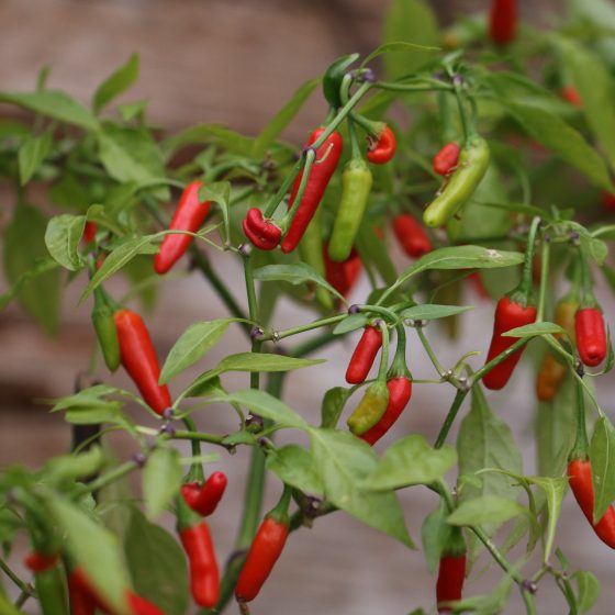 Rokita - Alla Chilisorter, Capsicum Annuum, Chilifrön - Tummelsta Chili