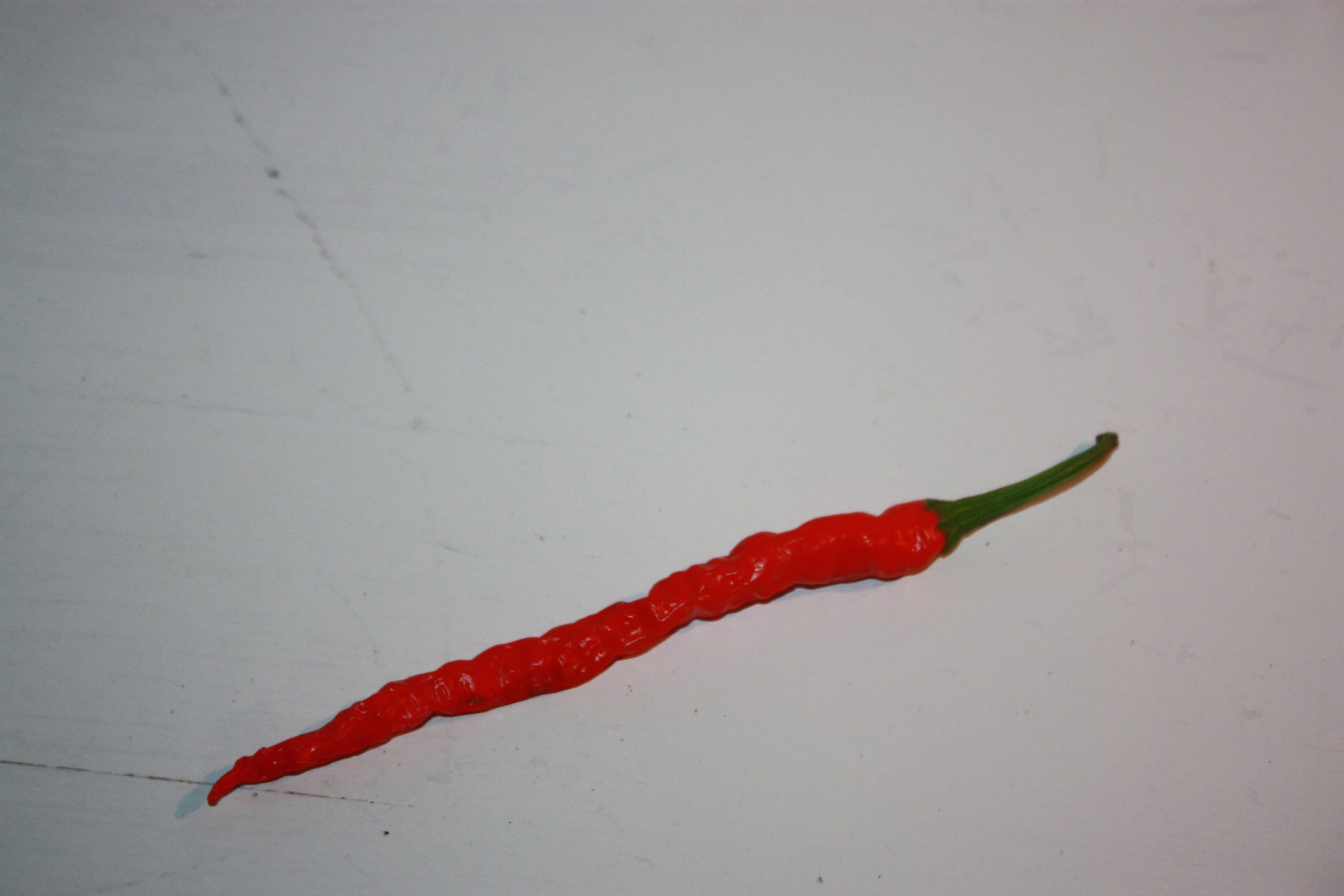 Fushimi - Alla Chilisorter, Capsicum Annuum, Chilifrön - Tummelsta Chili